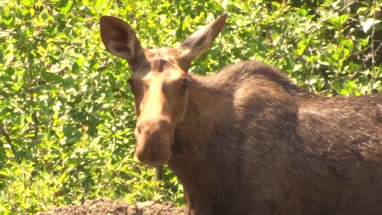 Angry Moose Attacks Fishermen - A True Campfire Tale - YouTube