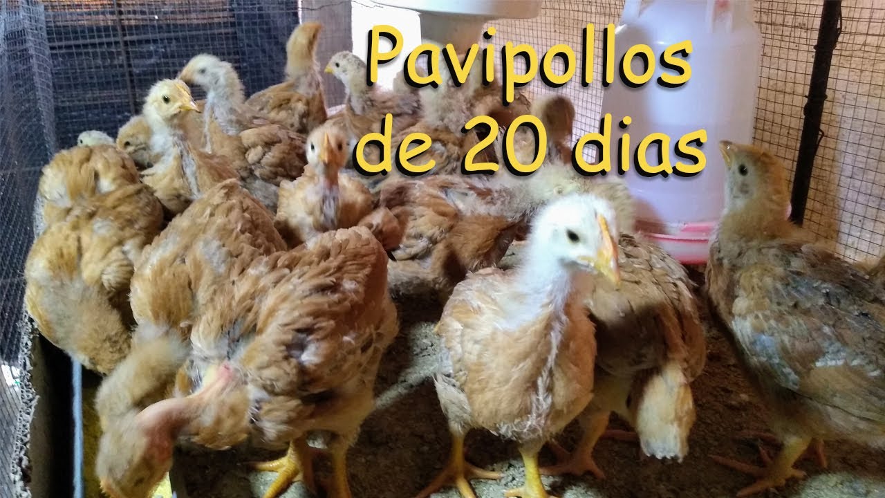 PAVIPOLLOS DE 20 DIAS - YouTube