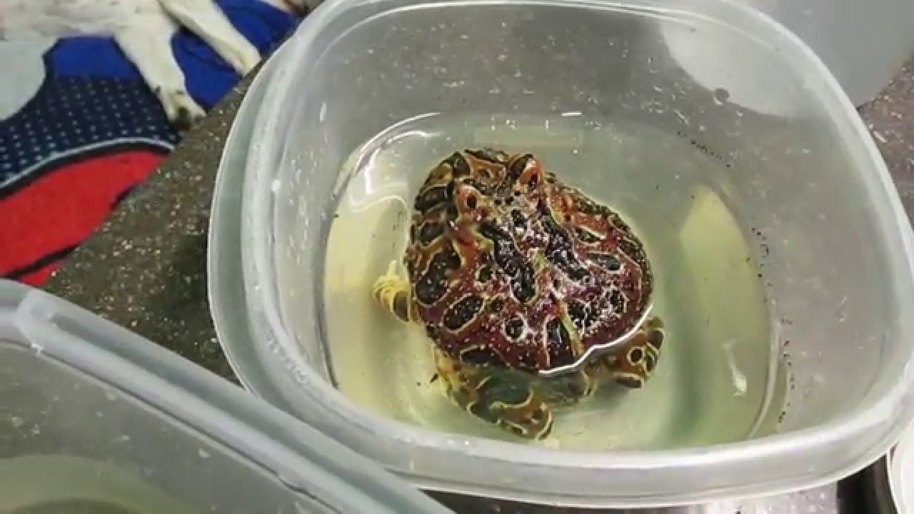 how to cure pacman frog eye infection - YouTube