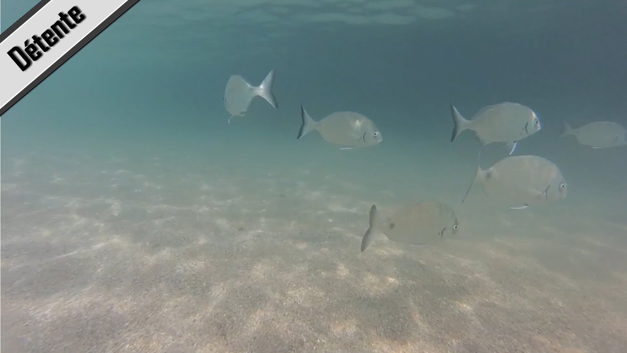 The beautiful fish life in Monaco - YouTube