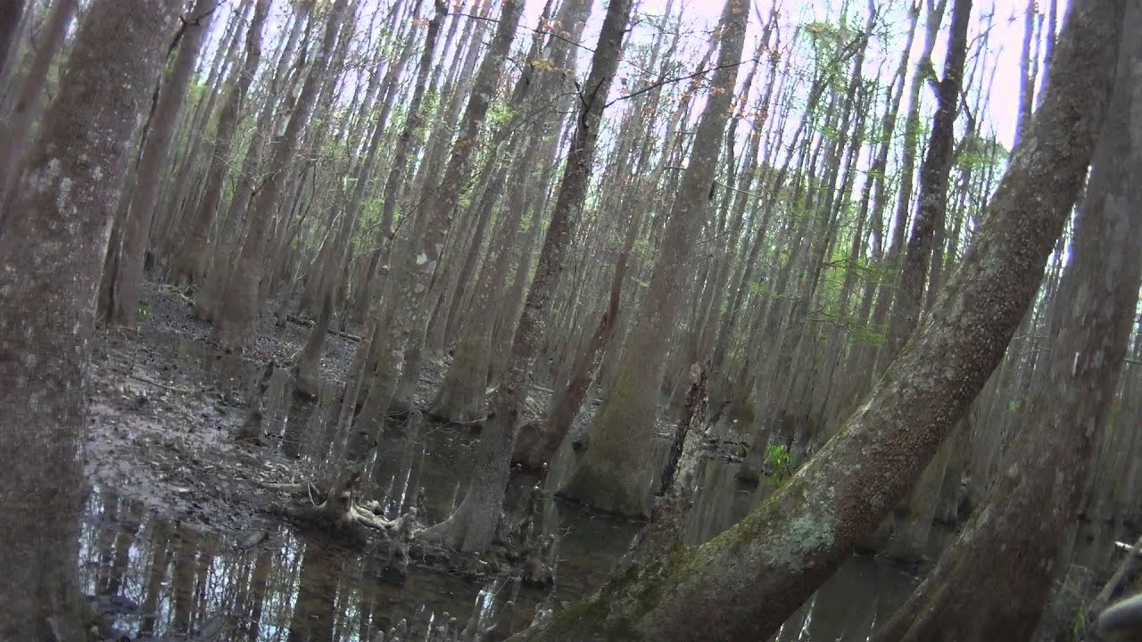 Hog Hunting the River Swamp - YouTube