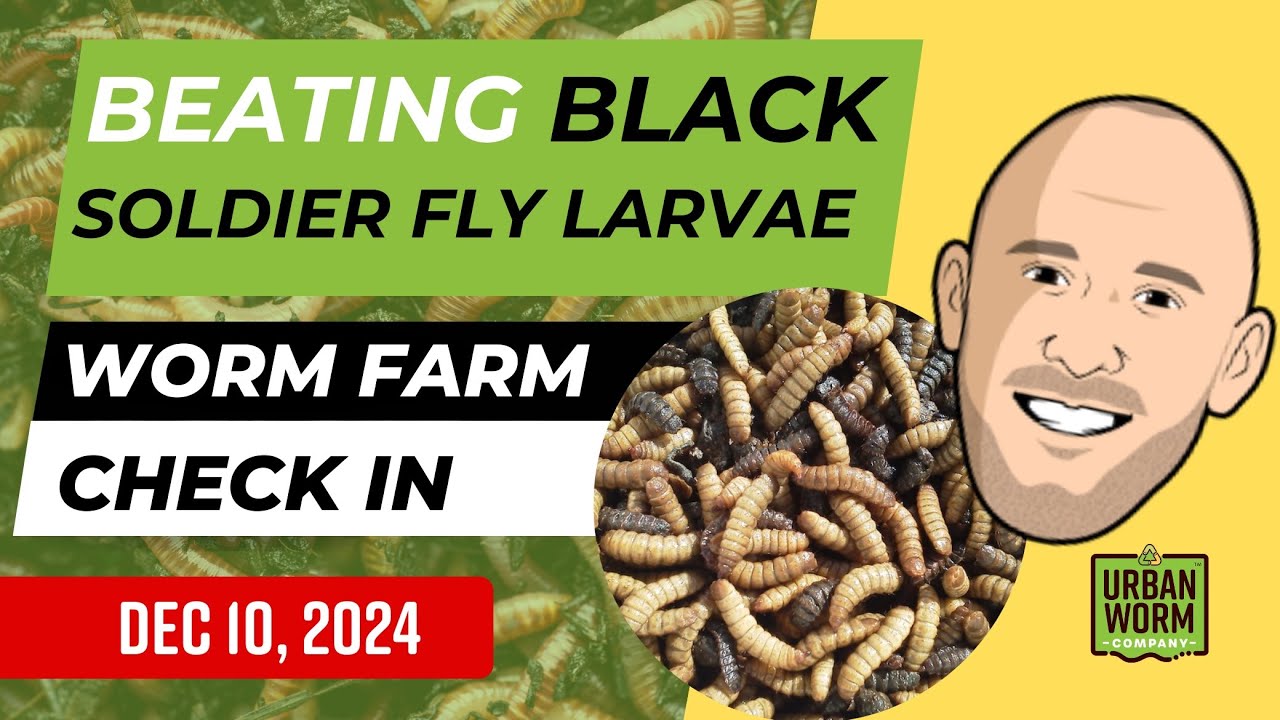 Getting Rid of Black Soldier Fly Larvae: Weekly Worm Farm Check-In Dec ...