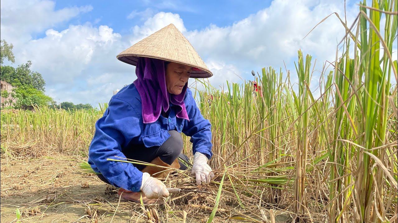 Experience the farmer's harvest of rice stubble in preparation for ...