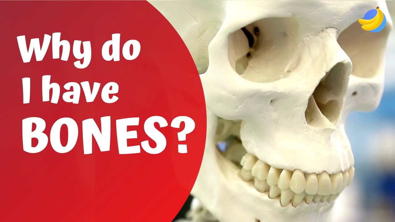Why do I have bones?🦴 | Curious Questions - YouTube