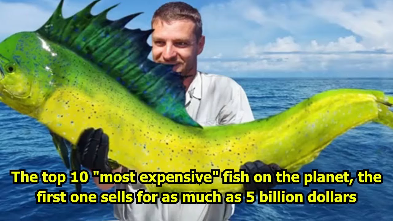 The top 10 "most expensive" fish on the planet, the first one sells for ...