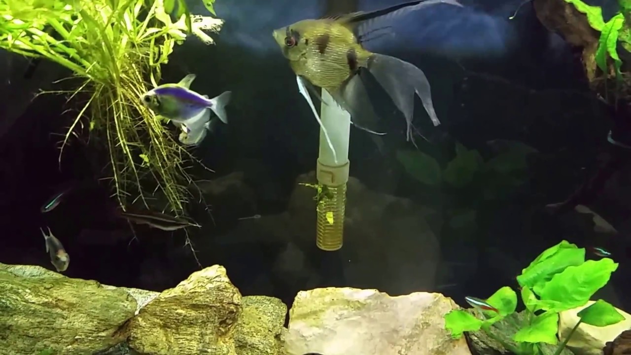 Cosmic Blue GloFish: A Few Thought About Mine - YouTube