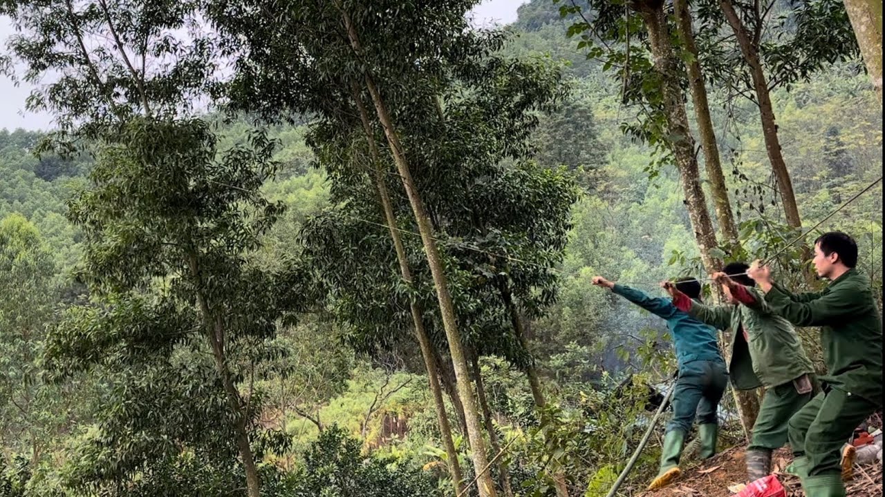 Quickly harvest large trees that are at risk of falling onto the farm ...