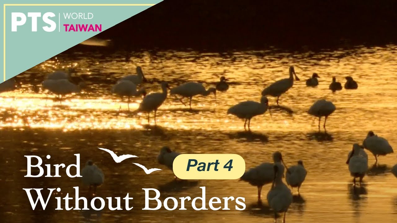 Bird Without Borders｜4 of 4｜Documentary｜Stories of the Black-Faced ...