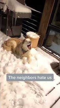 Funny dog tantrum 😂#funnyvideo #funnyanimals #funnydog #dogsoftiktok #dogs #tantrum - YouTube