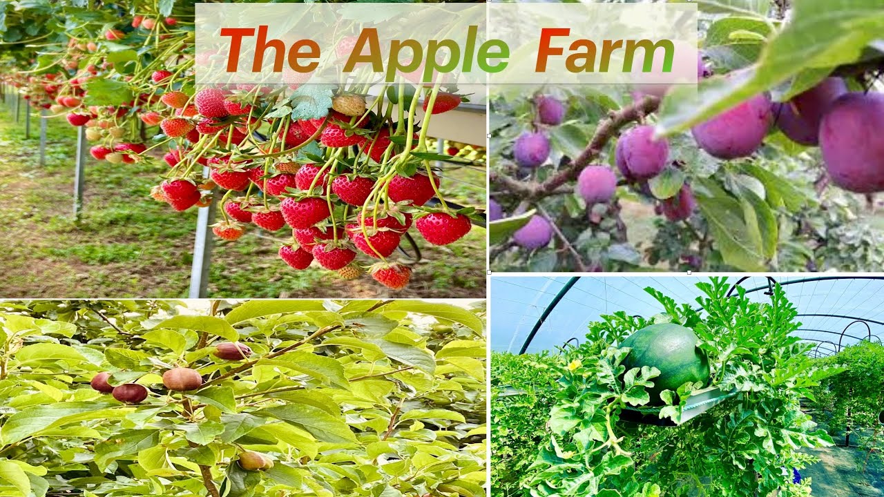 The Apple 🍎 Farm | Strawberries🍓 Farm | Camping & Caravan, Cahir Park ...