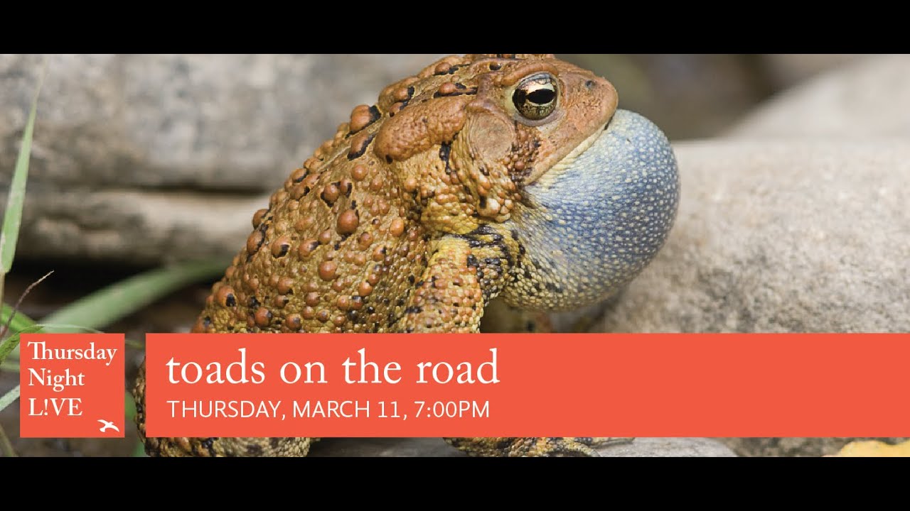 Toads on the Road - YouTube