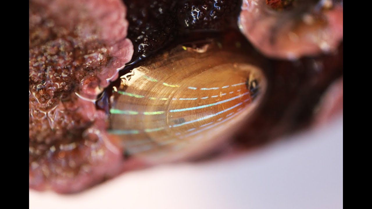 Marine shells may help develop responsive, transparent displays - YouTube