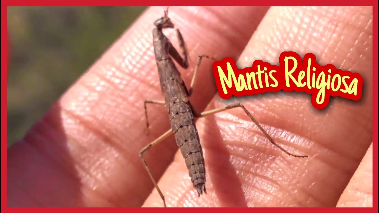 MANTIS RELIGIOSA CAFÉ - YouTube
