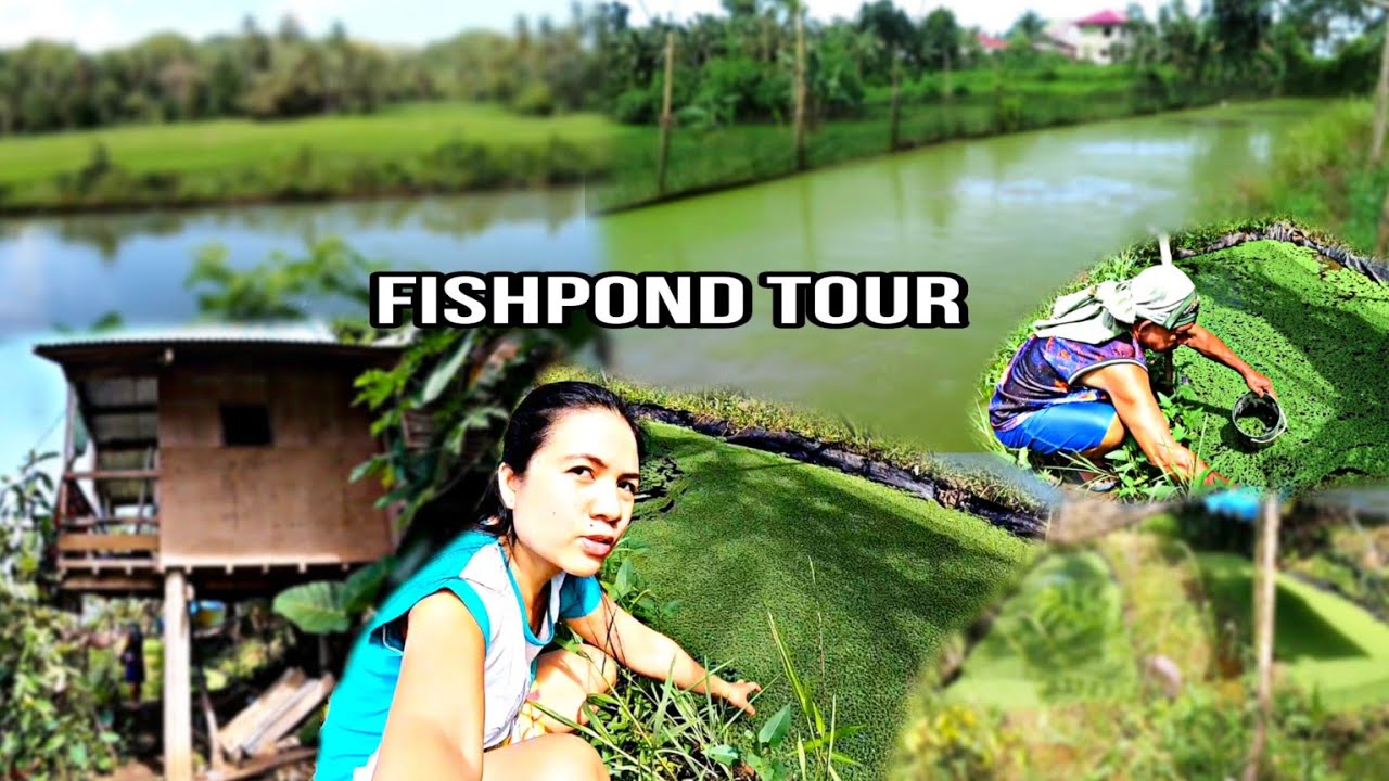 A Tour Of The New Fishpond | Harvesting Azolla For Fish Feed - YouTube