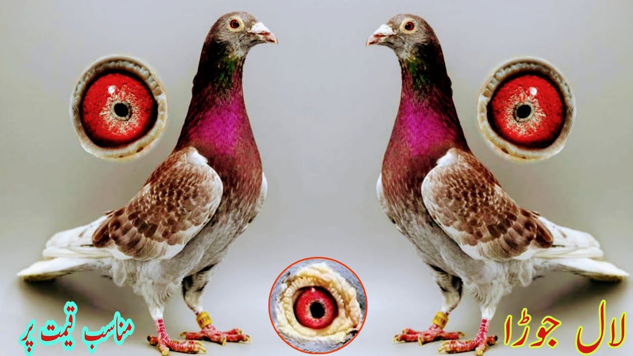 Qasid Kabootar| Racer Kabootar| Baby Pigeon |For Sale|In Jhang Pigeon ...
