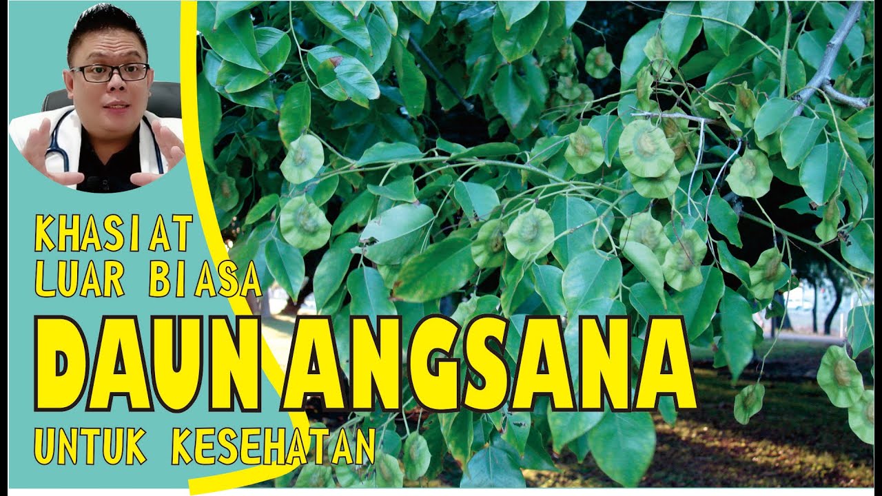 Pohon Angsana Dan Manfaatnya