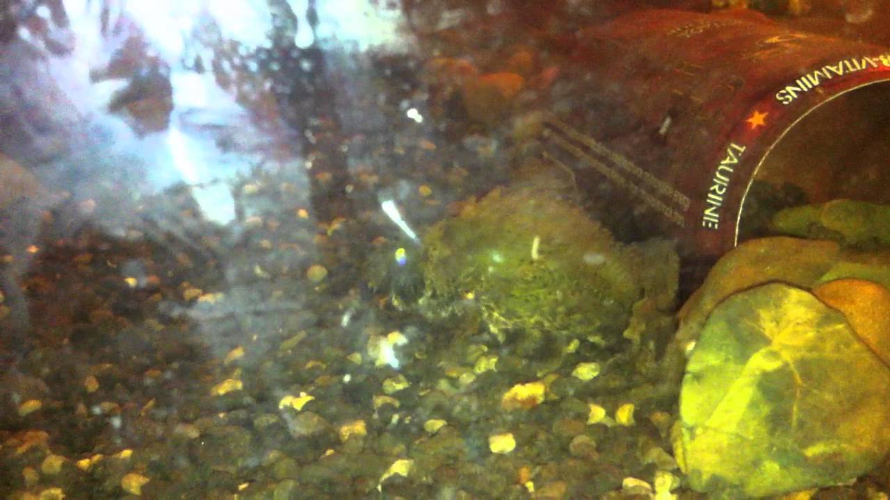 Bullrout (Freshwater stonefish) eating a fish - YouTube