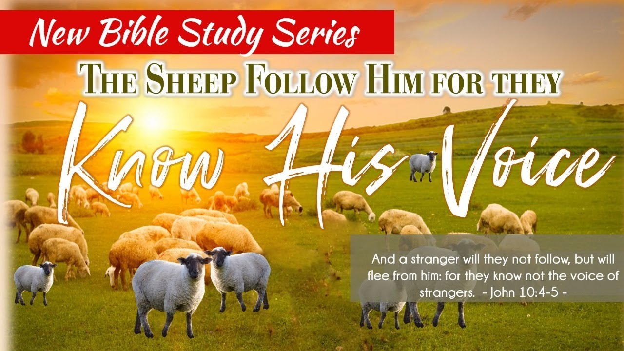 Winning Word Wednesday - My Sheep Hear My Voice [the Pastors Speak ...