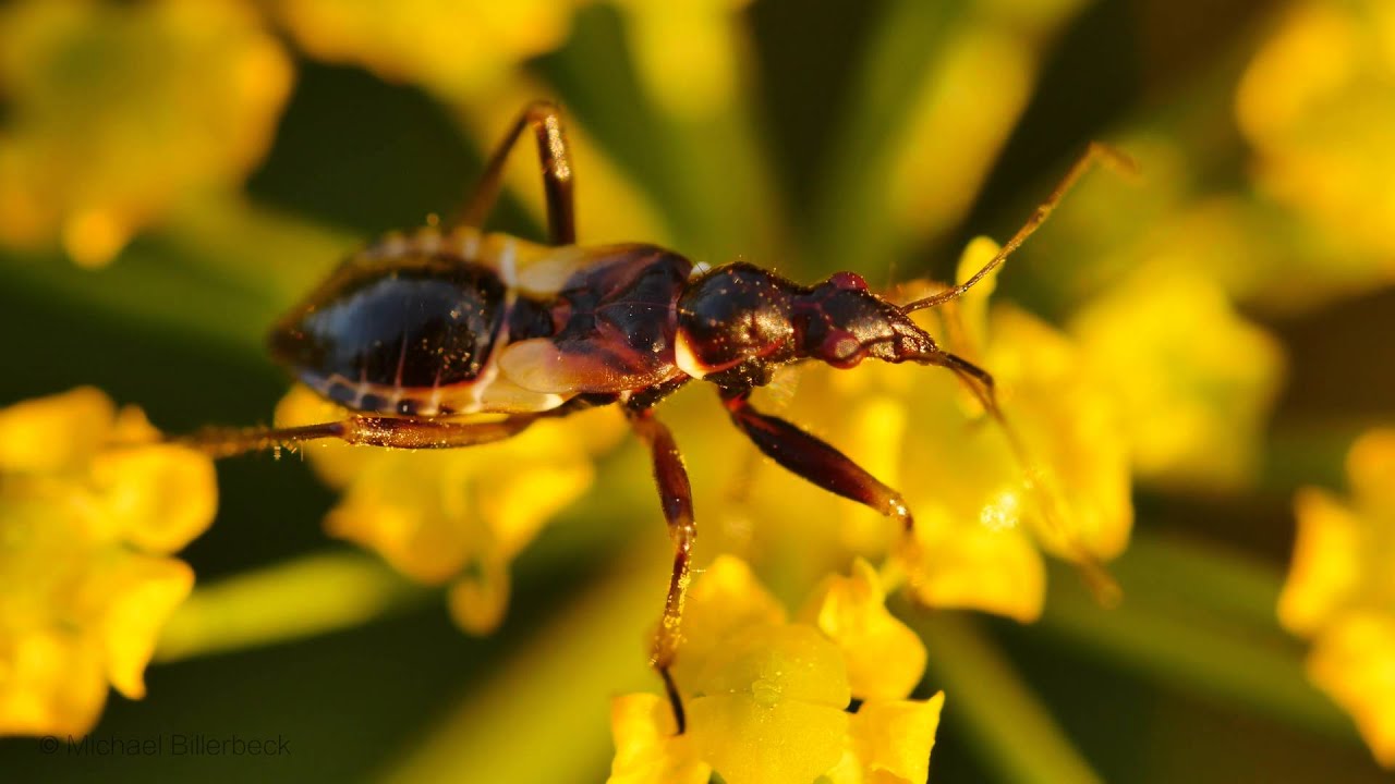 Nymph of the Ant Damsel Bug (Himacerus) / Nymphe der Ameisensichelwanze ...