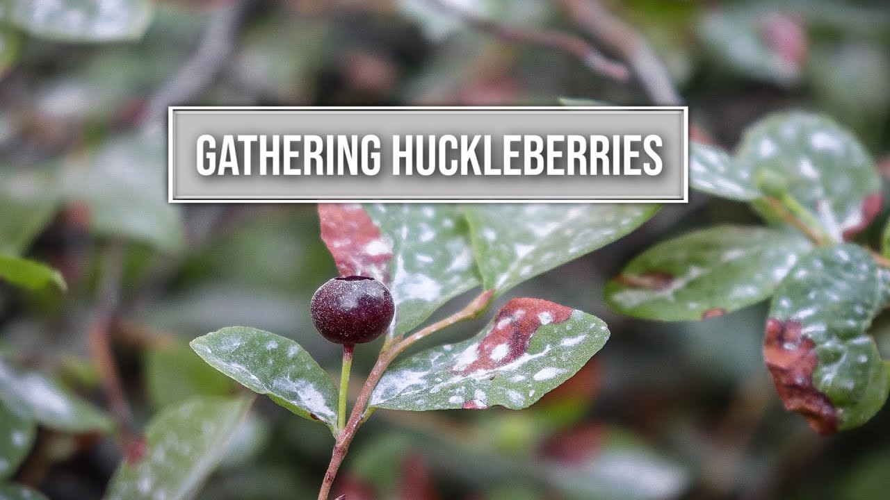 Huckleberry Picking in Montana - Montana Living - YouTube