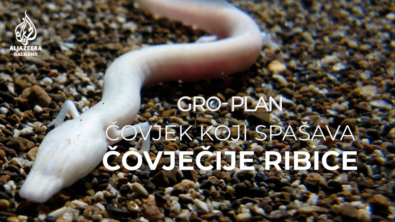 Britanski naučnik spašava čovječije ribice u Hercegovini - YouTube