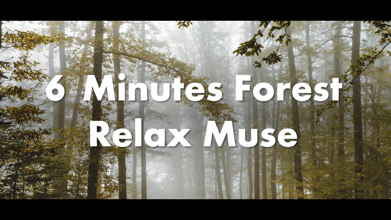 Relax Muse - 6 Minutes Forest - YouTube