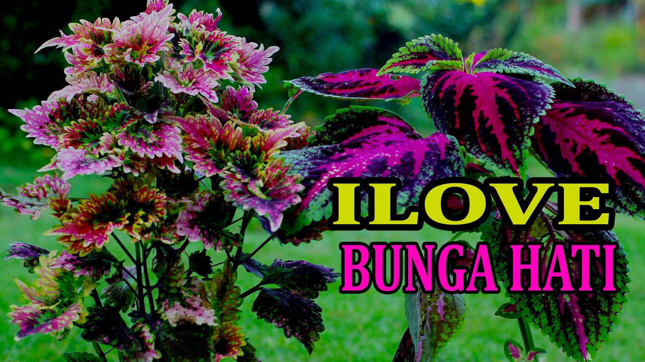 LOVE BUNGA HATI / eu amo bunga hati /أنا أحب بونجا هاتي /我爱 bunga hati ...
