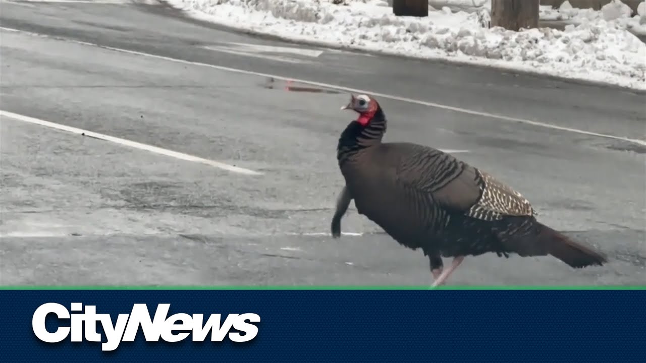 Wild turkey rescued after roaming in Scarborough neighbourhood - YouTube