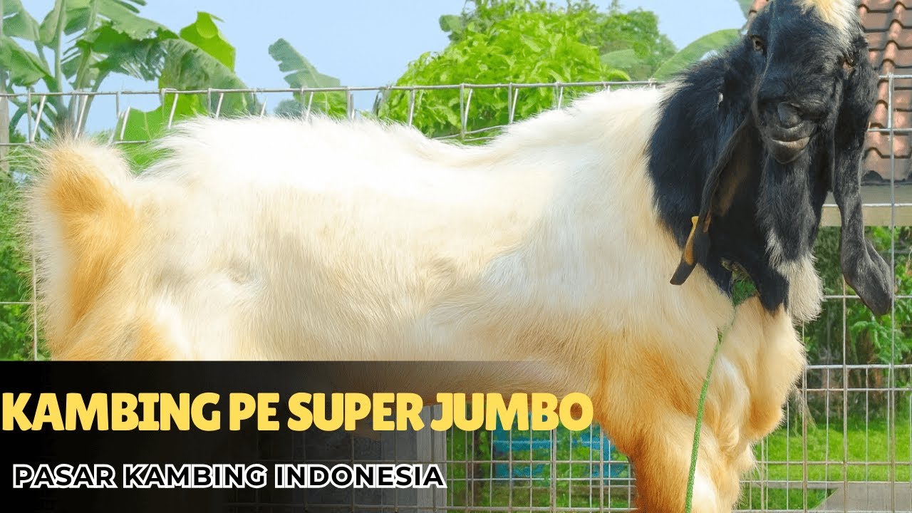 KAMBING PE SUPER JUMBO DI PASAR KAMBING MALANG - YouTube