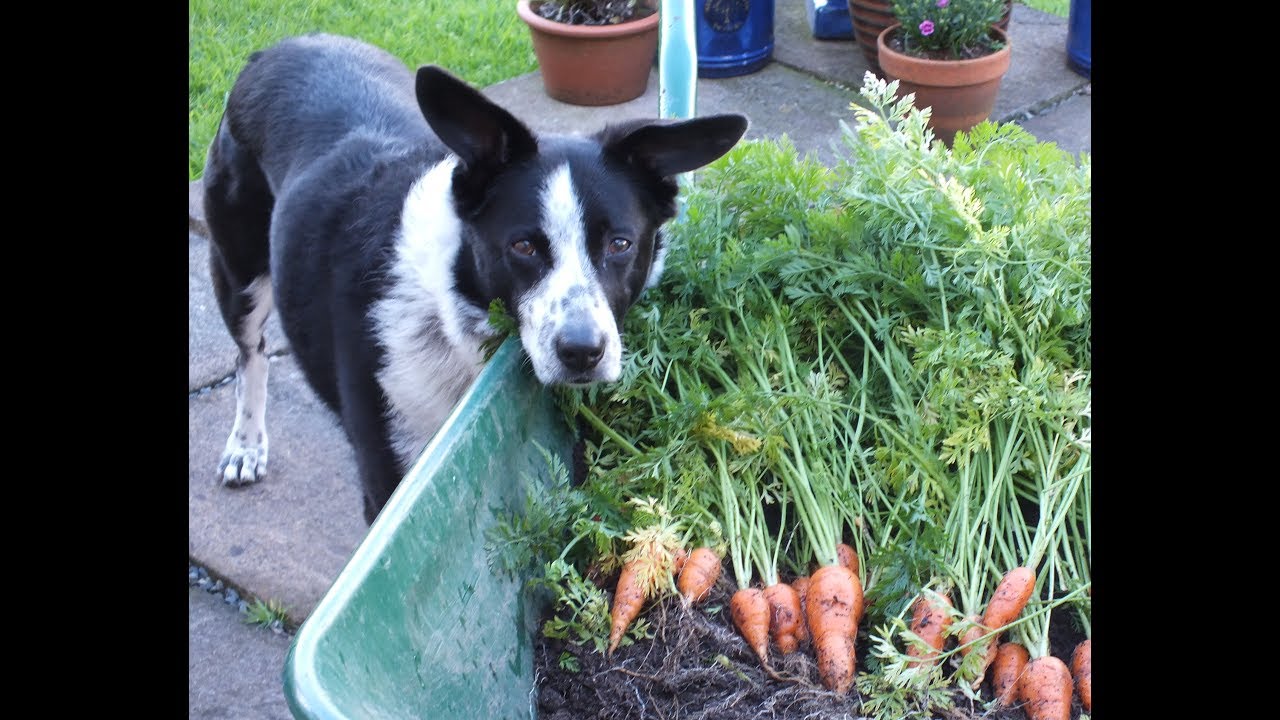 Carrot reveal from a small pot, another good result. How to grow ...