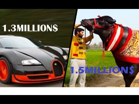 THE 1,500,000 MILLION DOLLAR BUFFALO YUVRAJ!