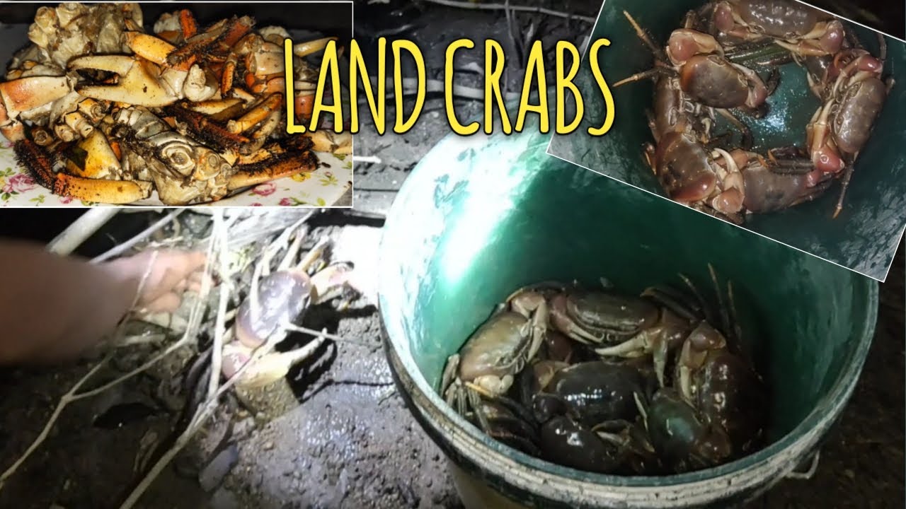 Panghuhuli ng Land Crabs O Kagang sa Gubat | Catch & Cook =Mukbang# ...
