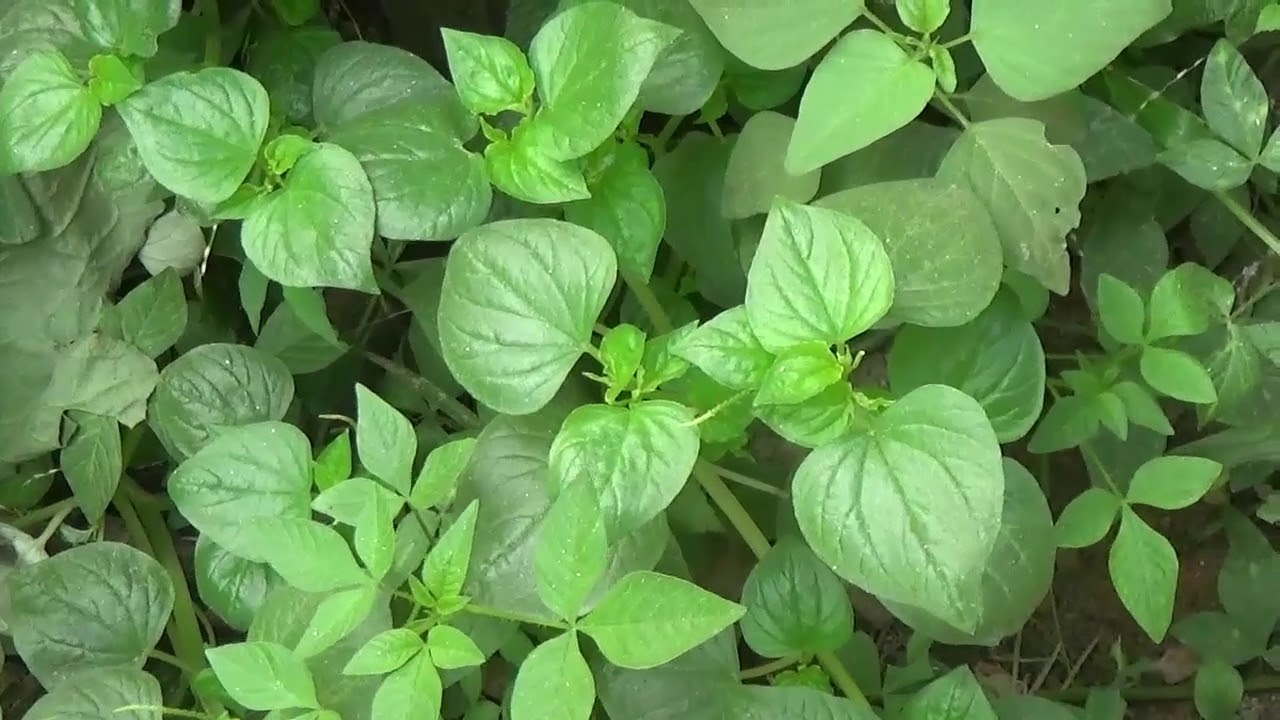 পাইলস অর্শ ও পোড়া রোগীদের ডাক্তার হল এই গাছ জেনে নিন কি উপকারিতা ...