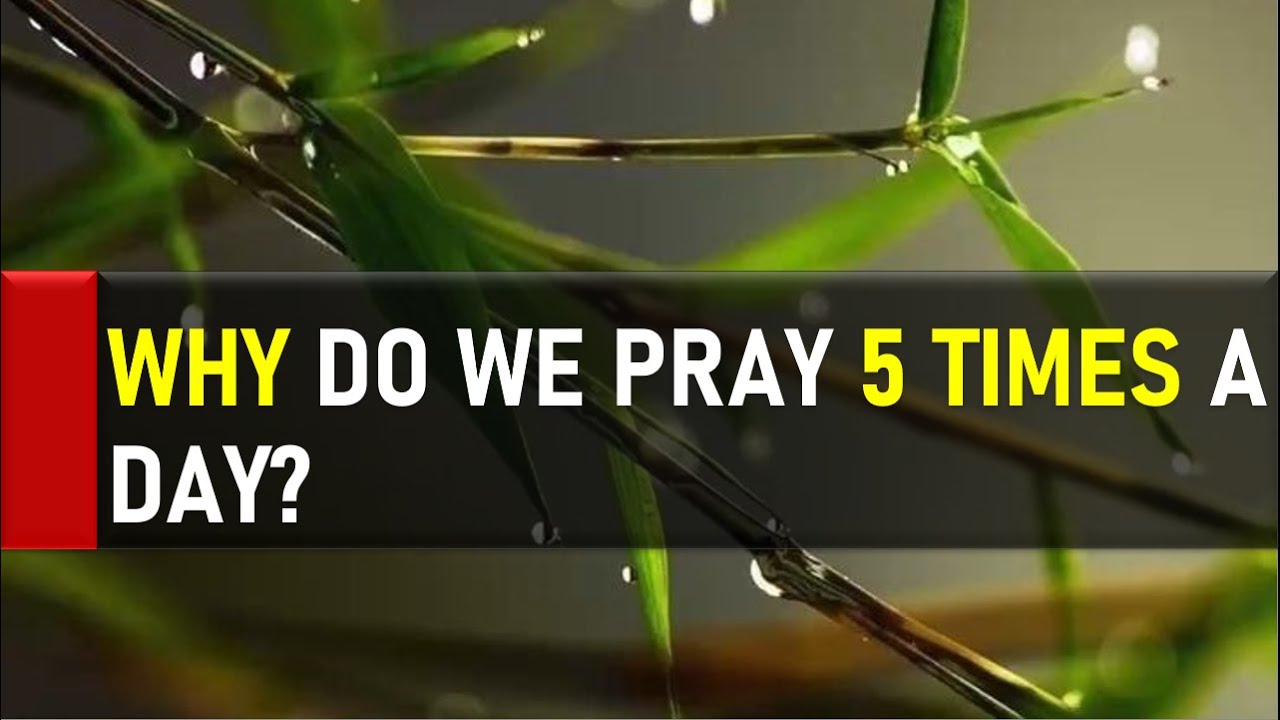 WHY DO WE PRAY 5 TIMES A DAY - YouTube