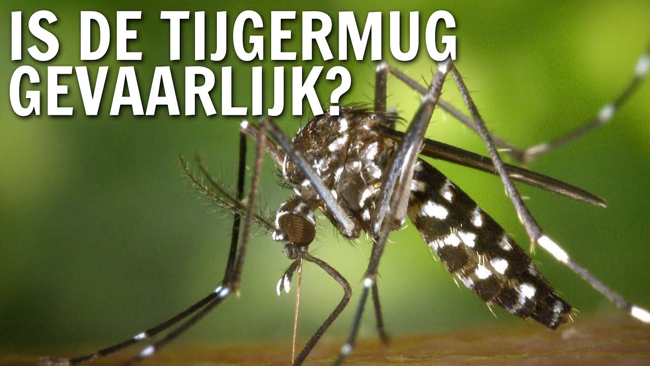Is de tijgermug gevaarlijk? | De Buitendienst over de Tijgermug - YouTube