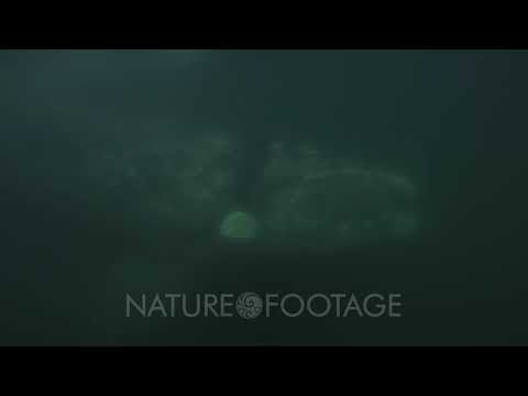 NatureFootage Stock Video