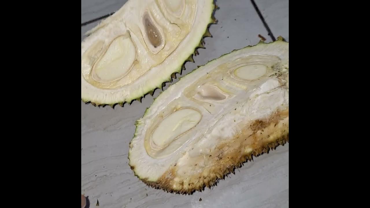 Tutorial membuka durian - YouTube
