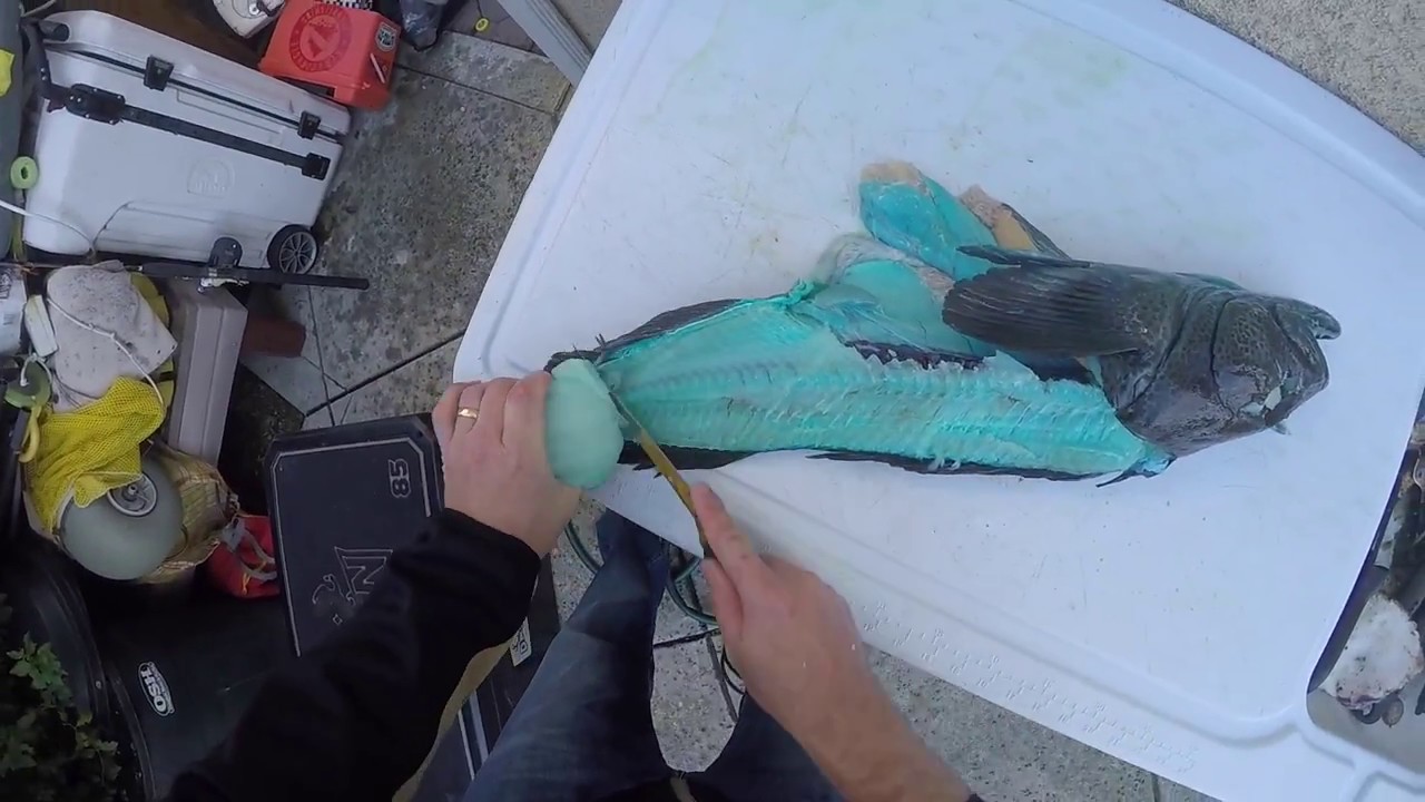 2017: Fish, Friends and Fun. - YouTube