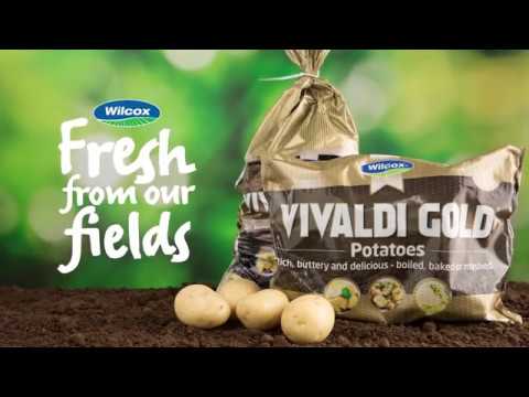 Vivaldi Gold Potatoes, Truly Versatile, Superbly Tasty and Fresh from ...