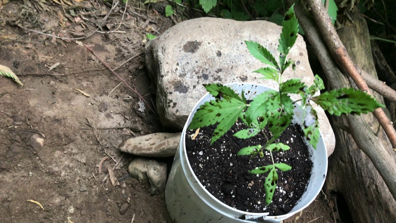 Outdoor Cannabis Plants Failing sad weed June 26 2018 - YouTube