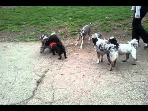 Puppy Jiu-jitsu - YouTube