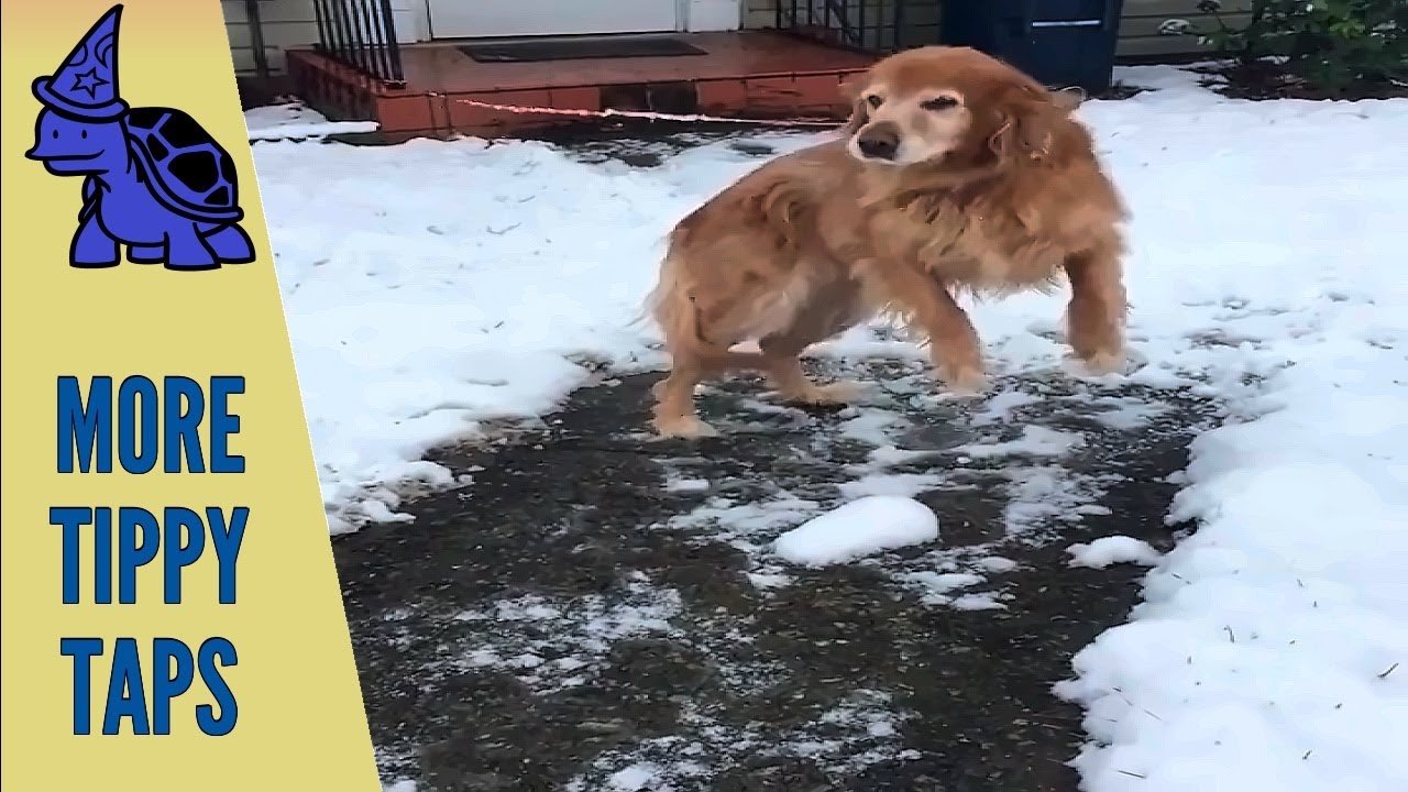 Best Tippy Taps, Cutest Love Video - 7 | Top Cute | | Cute Ever ...