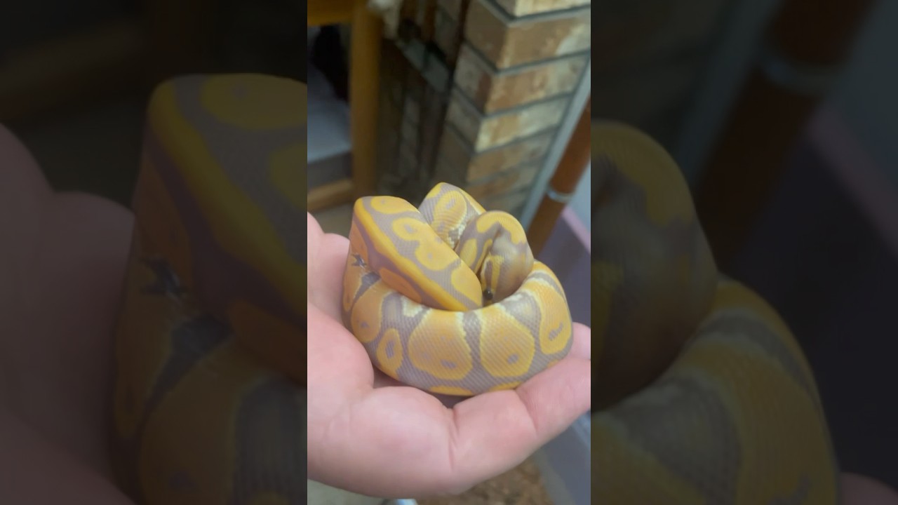Hypo ultramel! 🐍 #reptile #ballpythonsnake #python #animal #snake #wildlife #ballpythonmorph ...