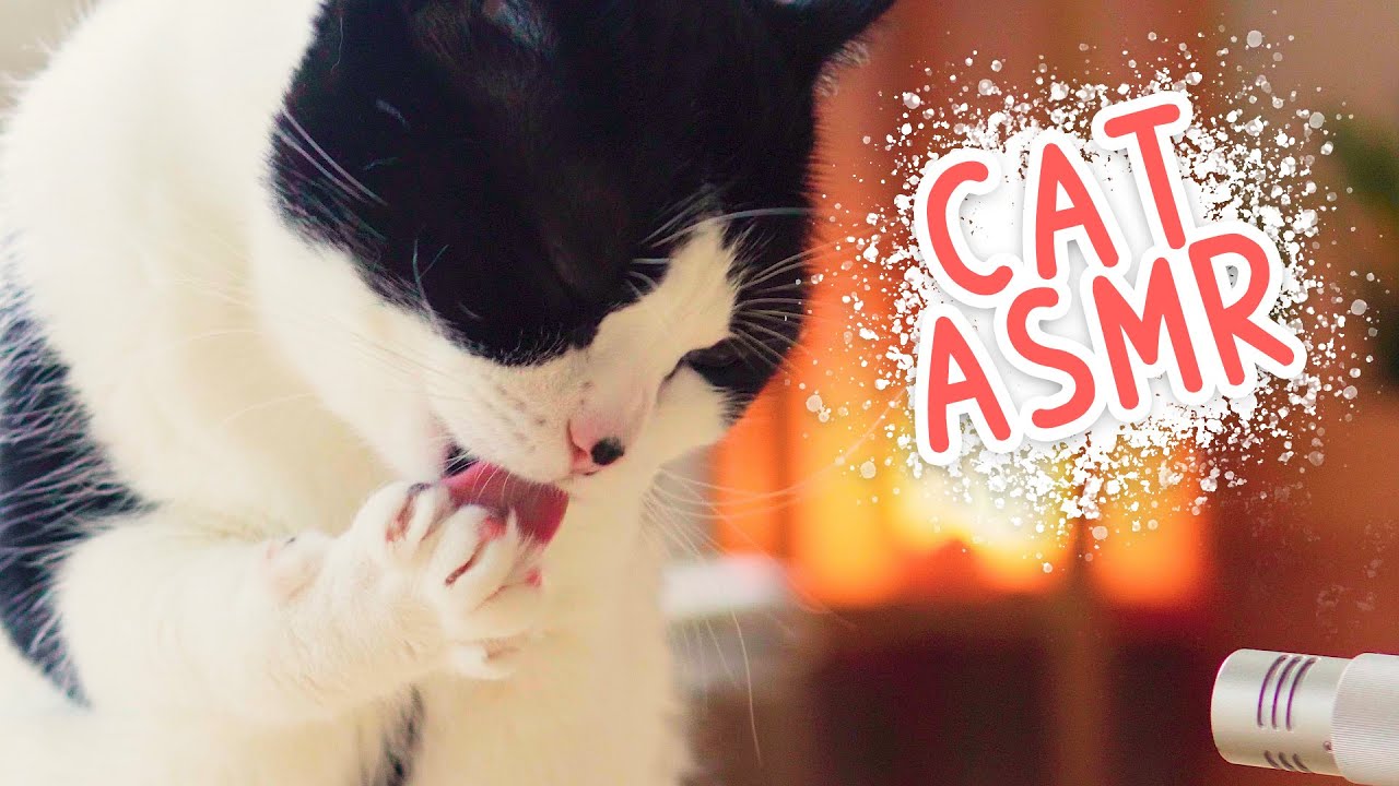 🎧 ASMR Cat Grooming #85 - YouTube