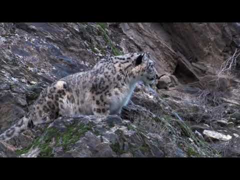 Anadolu aslanları'nın dağ keçisi avı