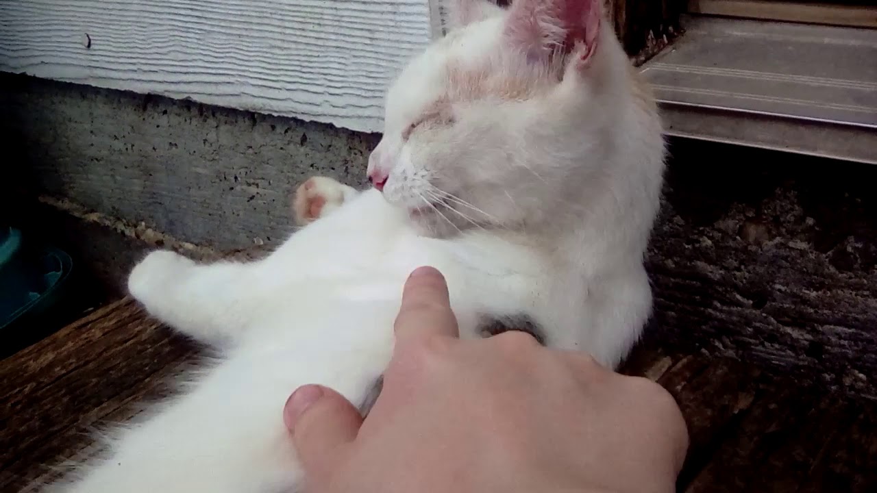 Poking a cat 296 - YouTube