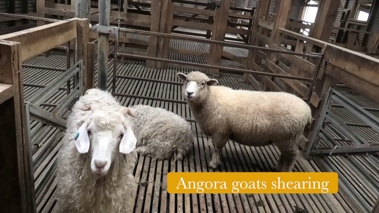 Shearing angora goats - YouTube