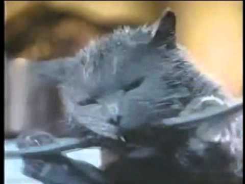 Strays - 1992 - Psycho Kitty Movie Climax - YouTube