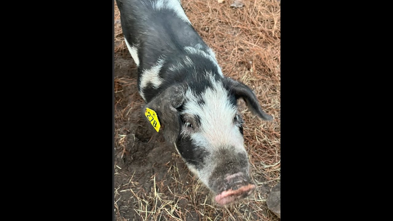 Tips on training and grooming your show pig. - YouTube