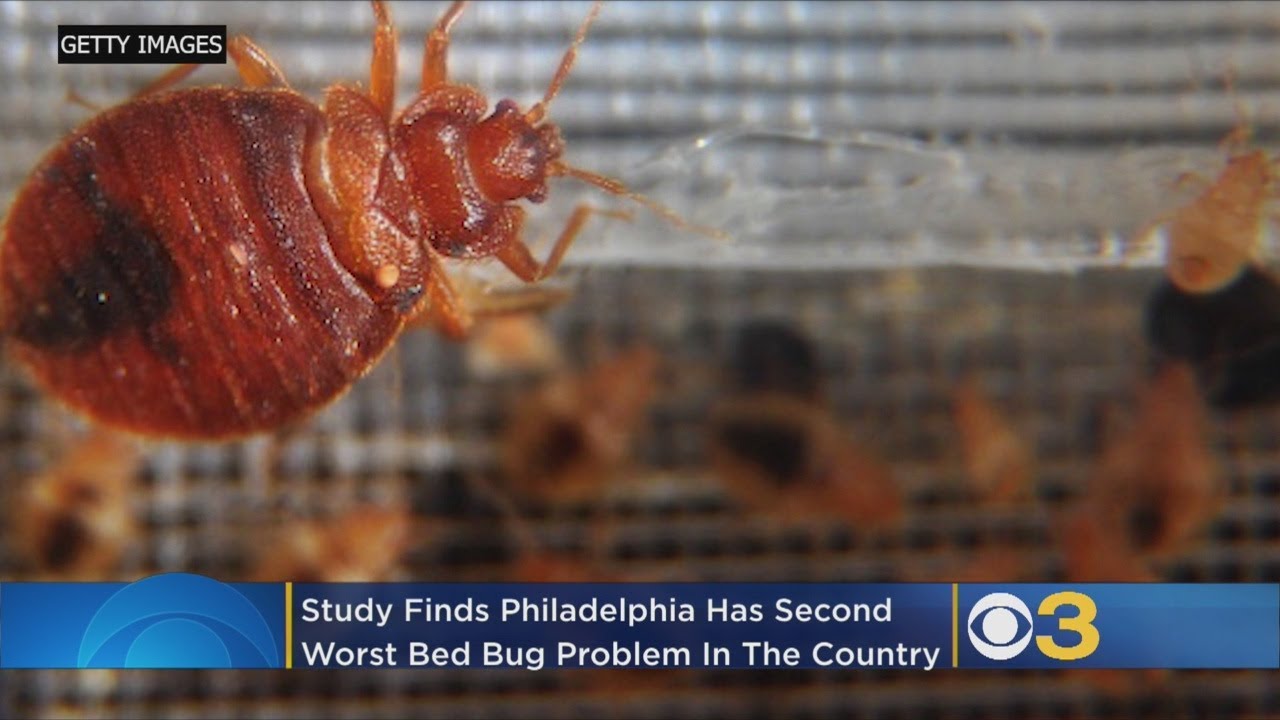 Philadelphia Ranks Second In Nation With Most Bed Bugs, Survey Finds ...